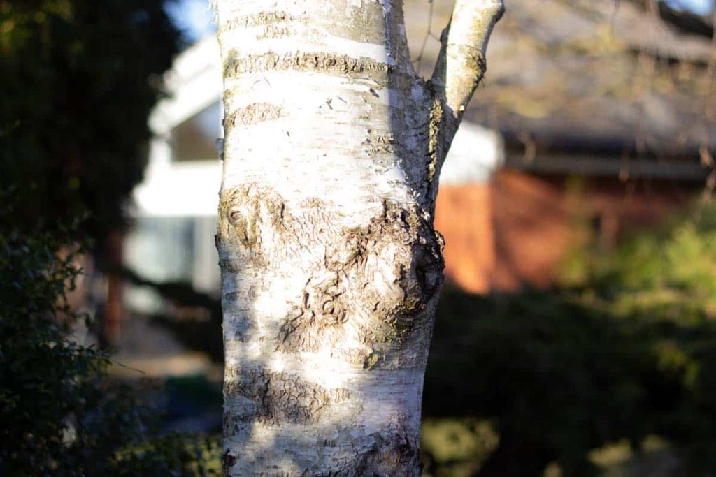 How To Harvest Birch Tree Sap In A Bottle ( Björksav) - Wild Nordic Kitchen