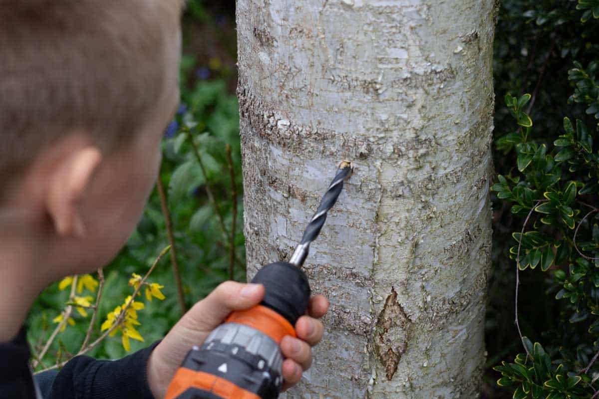 How To Harvest Birch Tree Sap In A Bottle ( Björksav) - Wild Nordic Kitchen