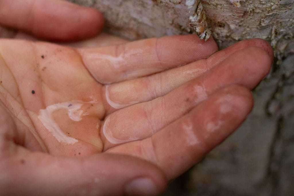 How To Harvest Birch Tree Sap In A Bottle ( Björksav) - Wild Nordic Kitchen