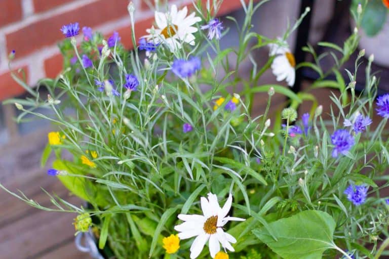 How To Grow Wildflowers In Pots And Containers - Easy Guide - Wild ...