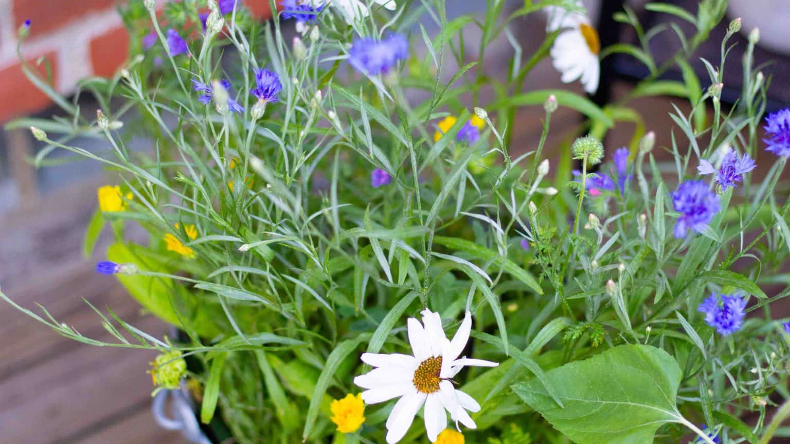 How To Grow Wildflowers In Pots And Containers - Easy Guide - Wild ...