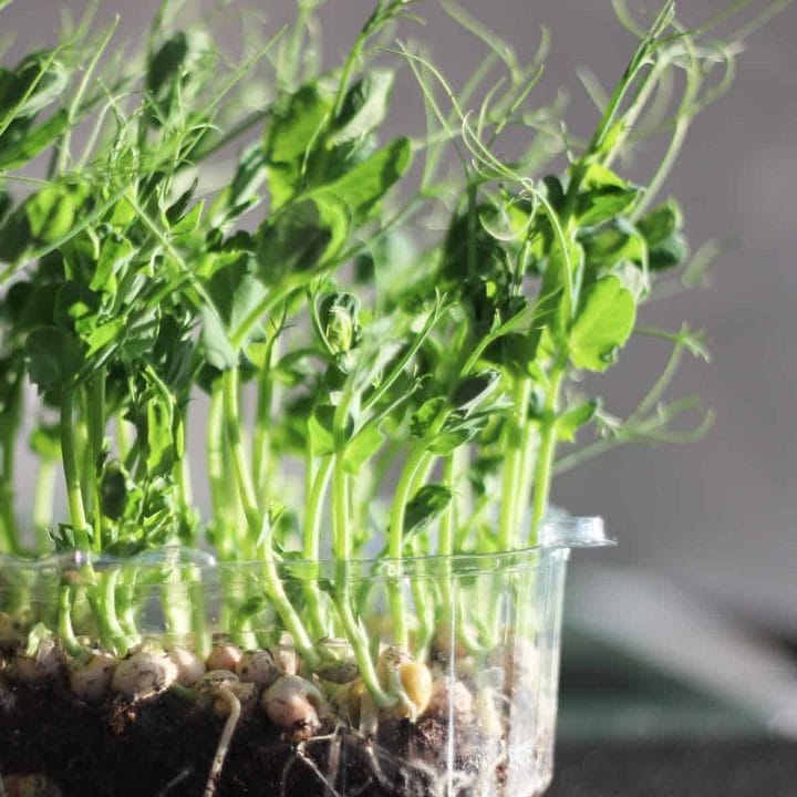 How To Grow Pea Shoots - All Year Round - Wild Nordic Kitchen
